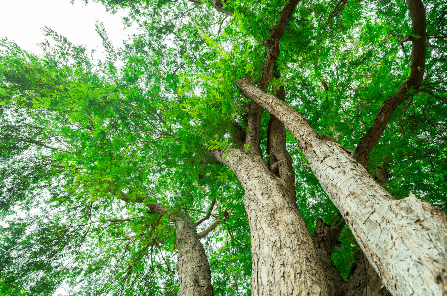 Environmental Courses in Canada | ECO Academy